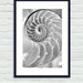 Nautilus Shell Print - Black and White Nautilus Photography 5x7 8x10 ...
