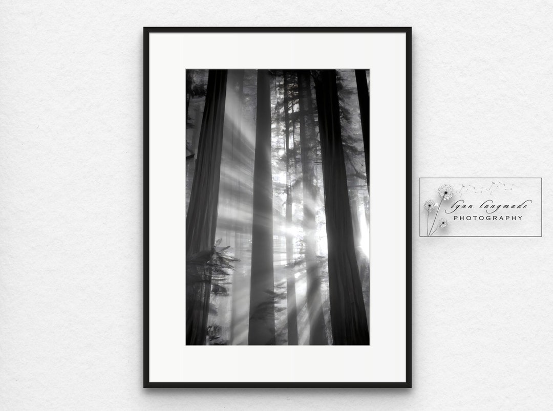 California Redwoods Print - Black and White Sunburst Photo, Dramatic ...