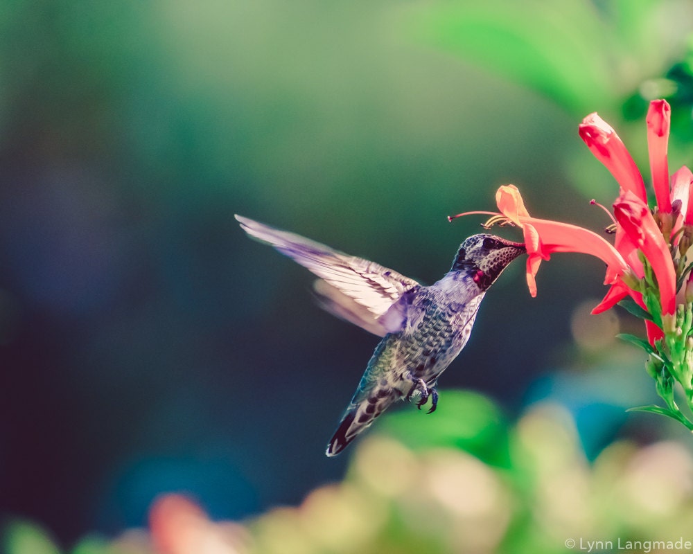 Hummingbird Photography Hummingbird With Pink Flower Nature - Etsy