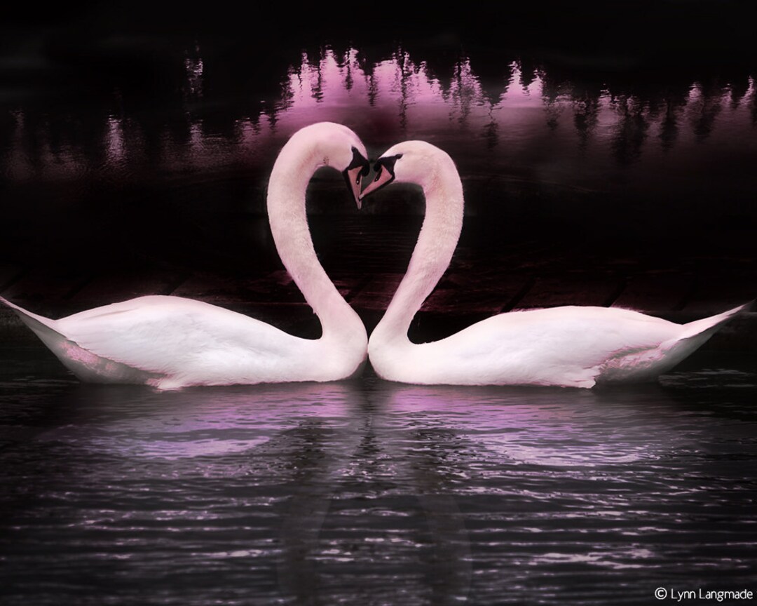 Paris Photography - Swan Photograph, Pink and Purple, Versailles Palace ...