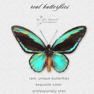 Butterfly Gifts Butterfly Prints, SET of 9 Real Rainbow Butterflies ...