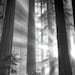 California Redwoods Print Black and White Sunburst Photo - Etsy