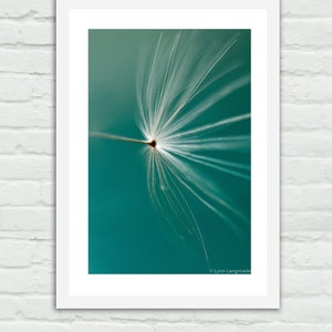 Teal Dandelion Art Dandelion Seed Teal Blue 8x12 Prints 24x36 Large ...
