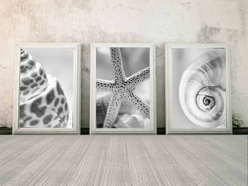 Shell Print Set Set of 3 Black and White Prints 5x7 Seashell | Etsy