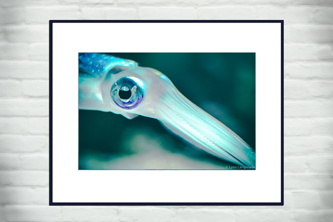 Ocean Photography Blue Reef Squid Ocean Sea Life - Etsy
