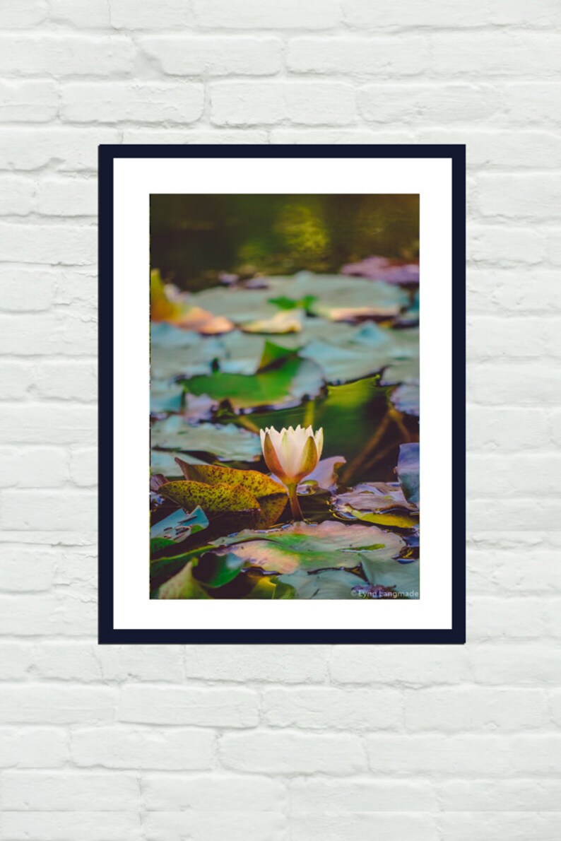 San Francisco Photography Water Lily Botanical Garden San - Etsy
