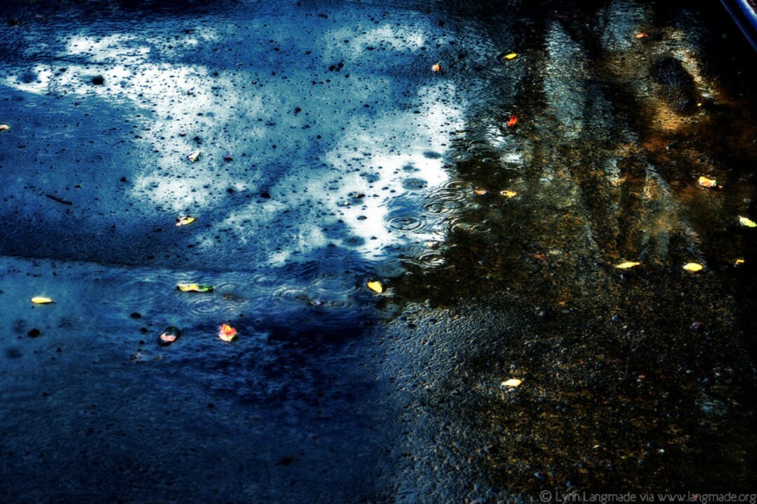 Nature Photography Blue Puddle With Brown Leaves, Leaf Wall Art, Leaf ...