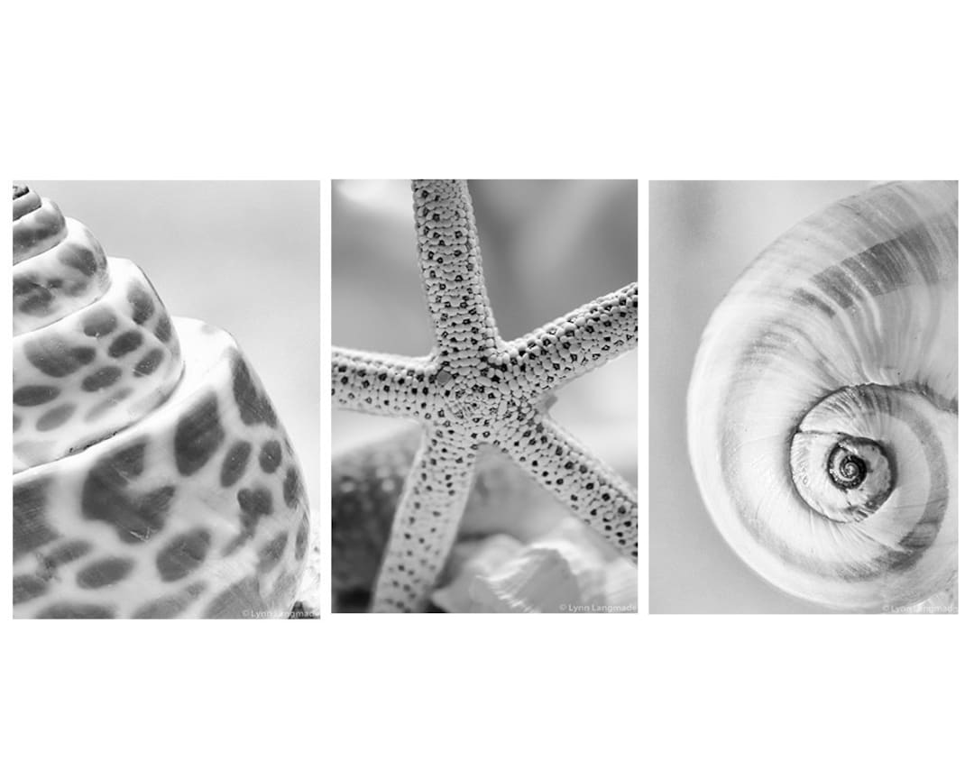 Shell Print Set - Set of 3 Black and White Prints 5x7 Seashell Art 8x12 ...