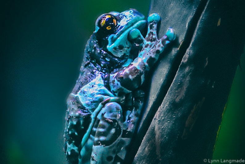 Frog Photography - Blue Frog 8x10 Children Art 11x14 Nursery Wall ...