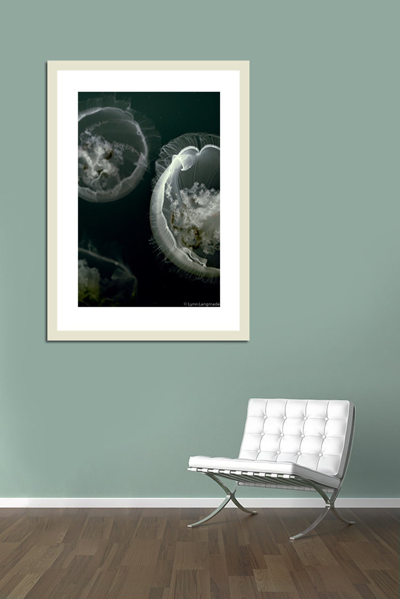 Underwater Photography White Moon Jellyfish Photo 8x10 - Etsy