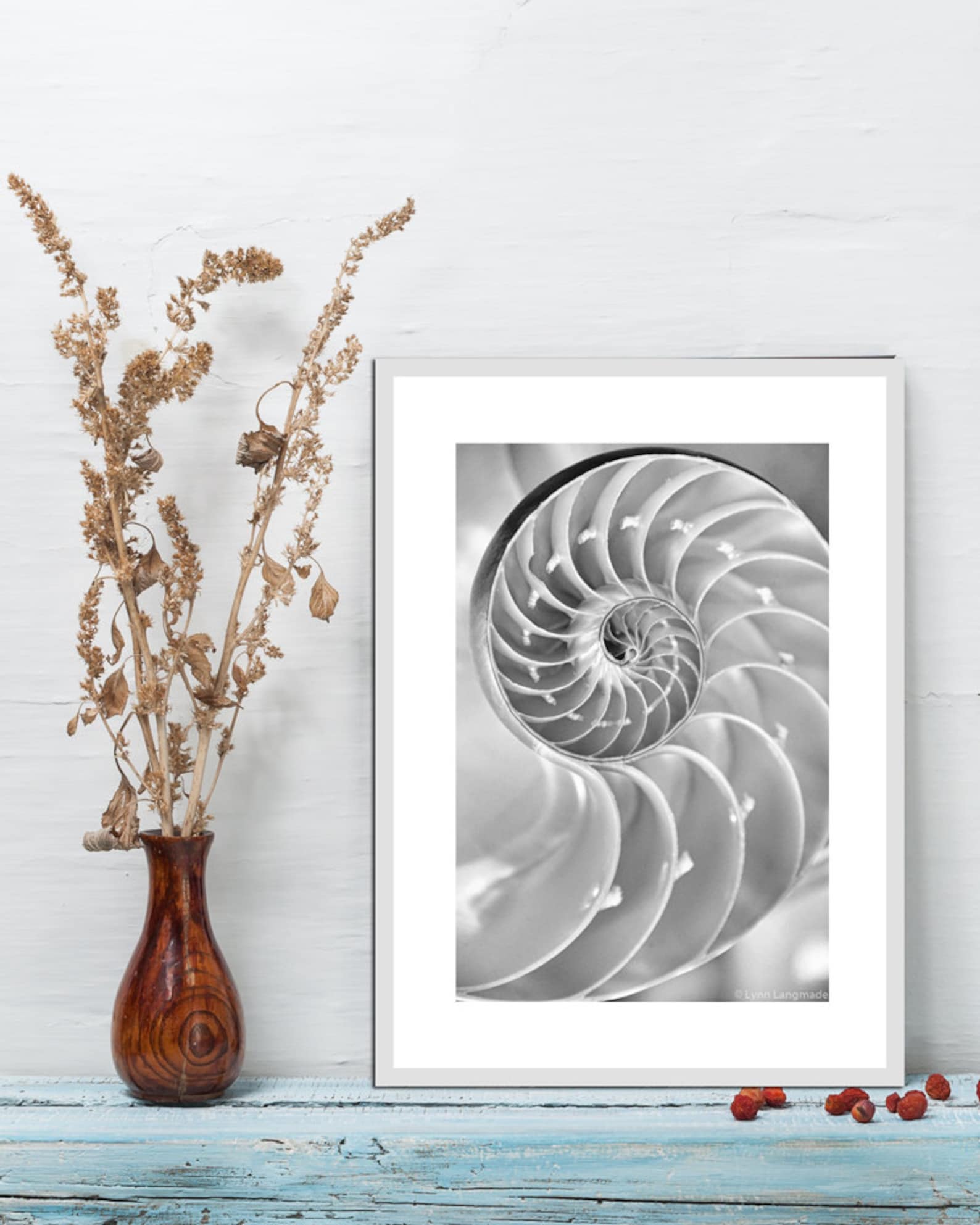 Nautilus Shell Print - Black and White Nautilus Photography 5x7 8x10 ...