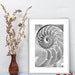 Nautilus Shell Print - Black and White Nautilus Photography 5x7 8x10 ...