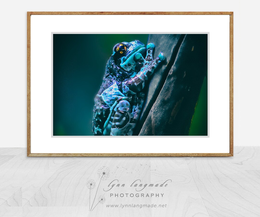 Frog Photography - Blue Frog 8x10 Children Art 11x14 Nursery Wall ...