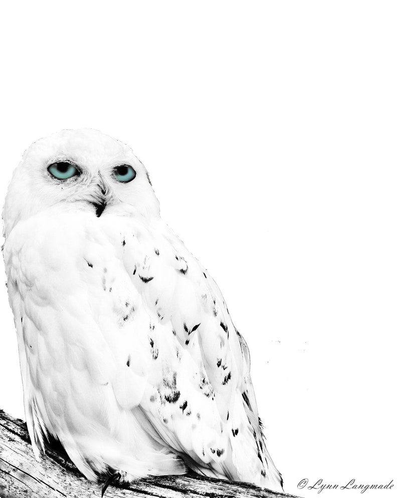 Owl Print - Minimalist Print, Owl Gift, 11x14, A1, Black and White Art ...