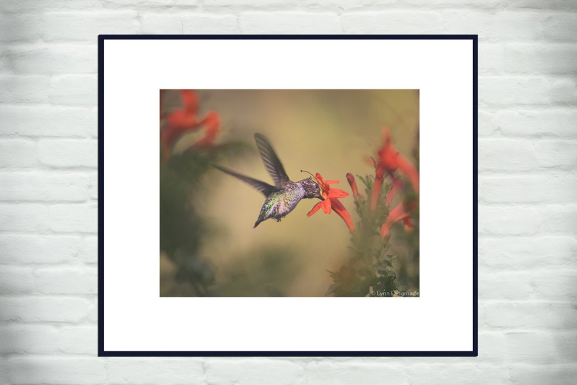 Bird Photography Hummingbird Flying Against Beige Nature | Etsy