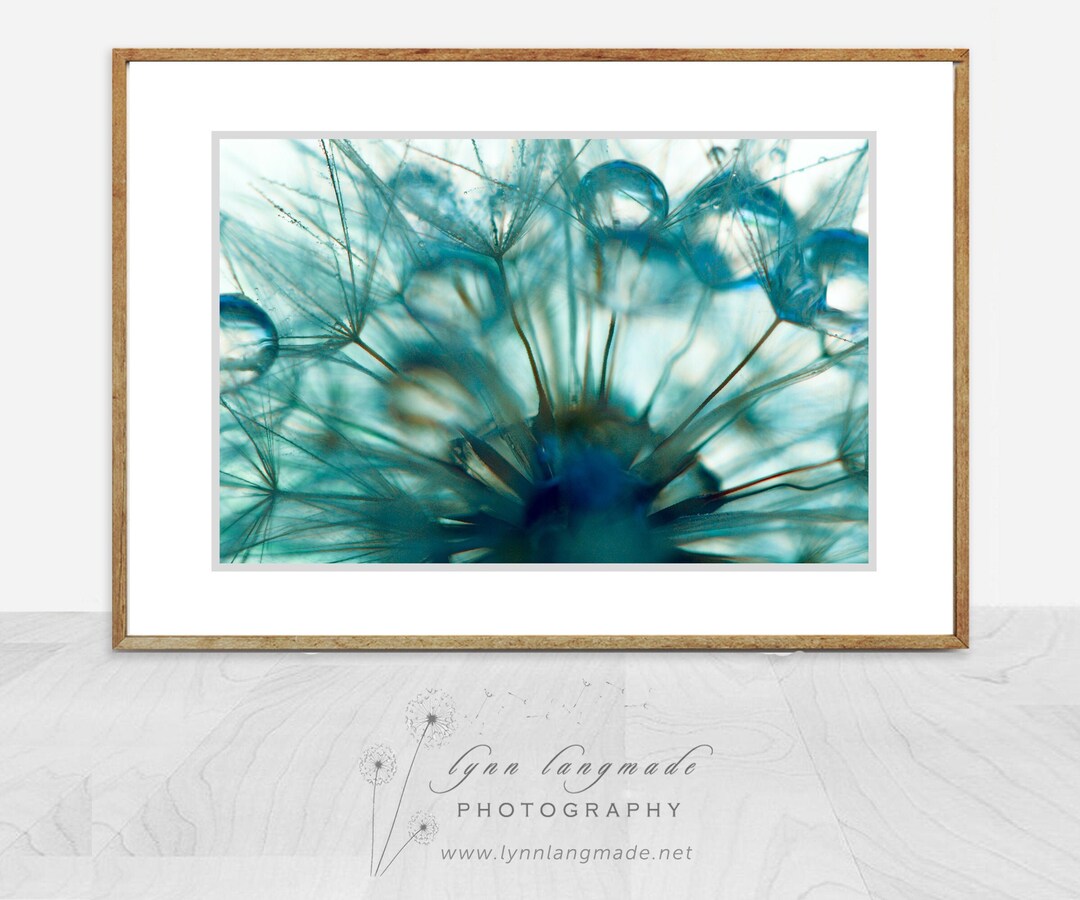 Teal Dandelion Art - Blue Dandelion Raindrops Winter Photography 8x10 ...