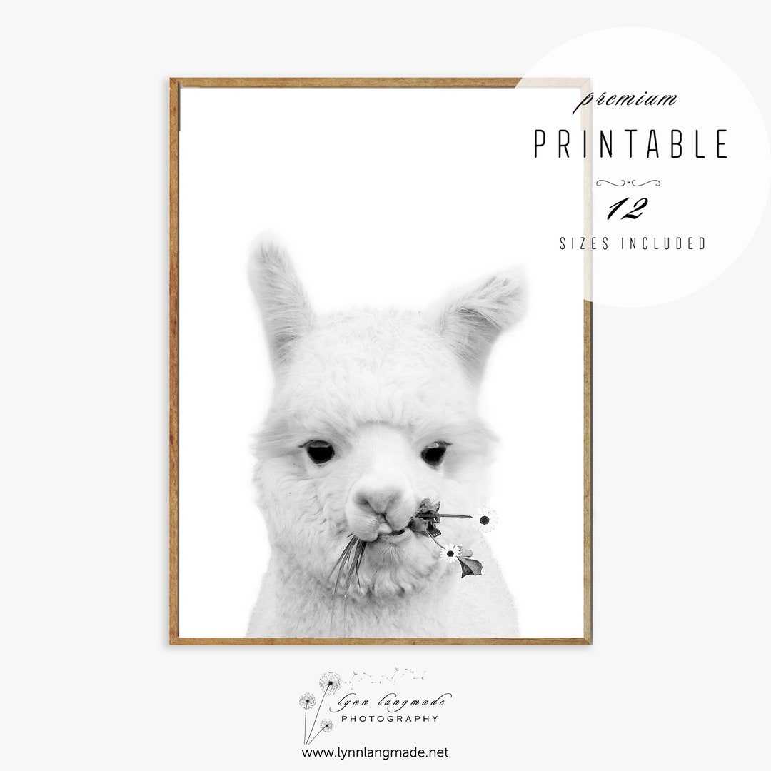 Alpaca Print - Printable Llama Print in Black and White, Alpaca Gift ...