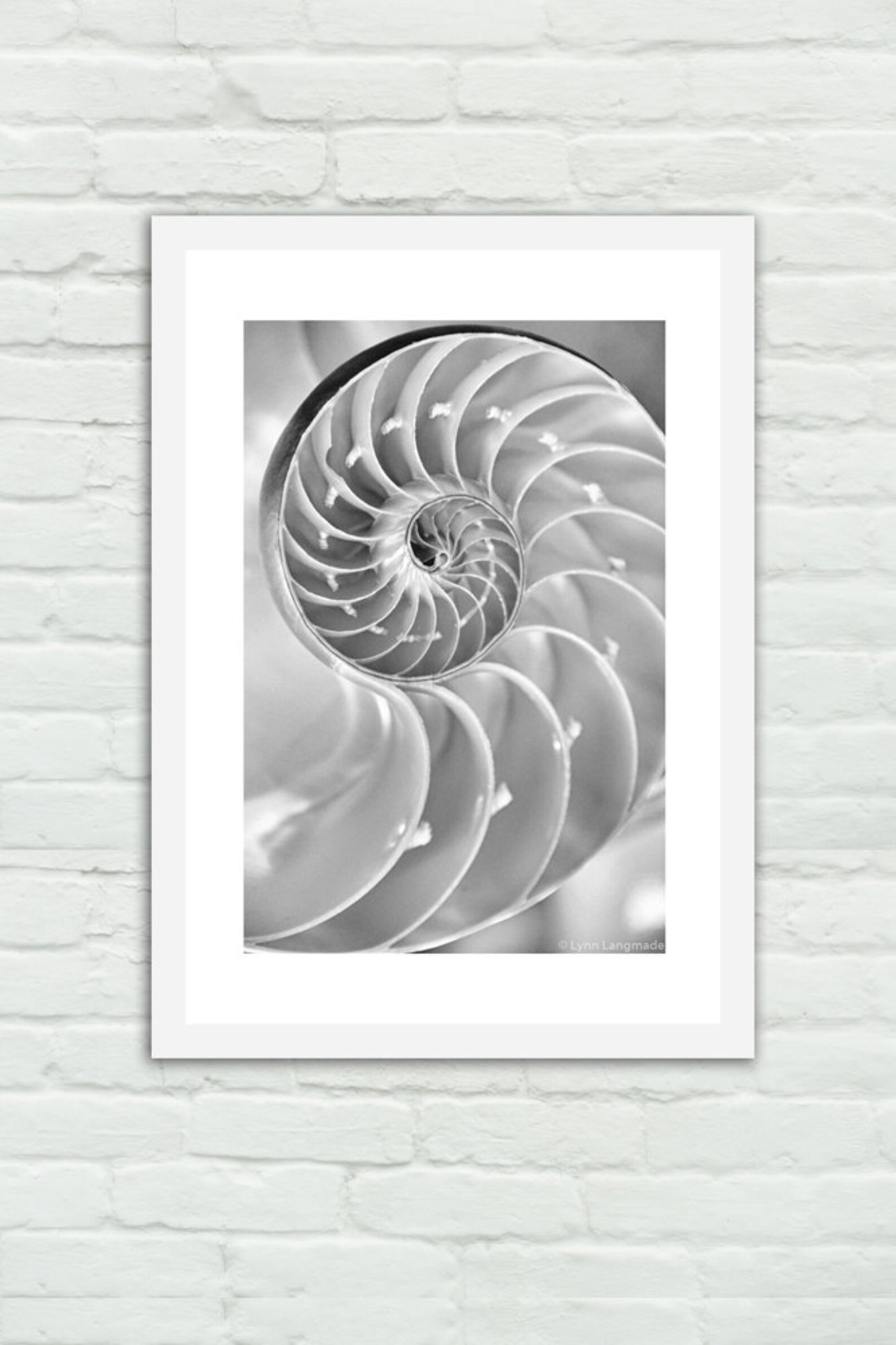 Nautilus Shell Print Black and White Nautilus Photography - Etsy