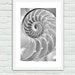 Nautilus Shell Print - Black and White Nautilus Photography 5x7 8x10 ...