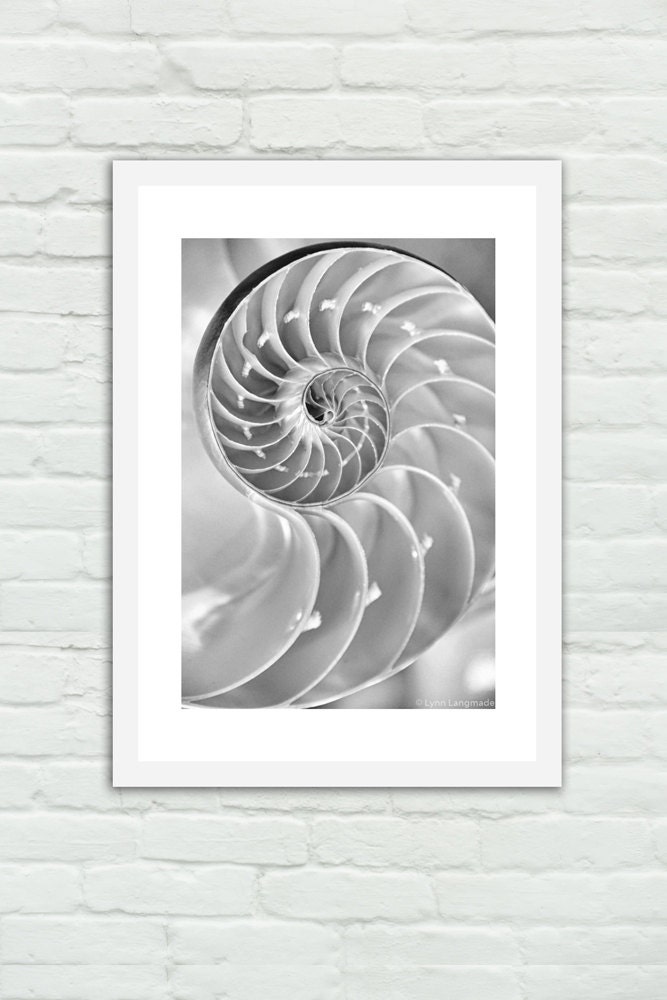 Nautilus Shell Print Black and White Nautilus Photography - Etsy