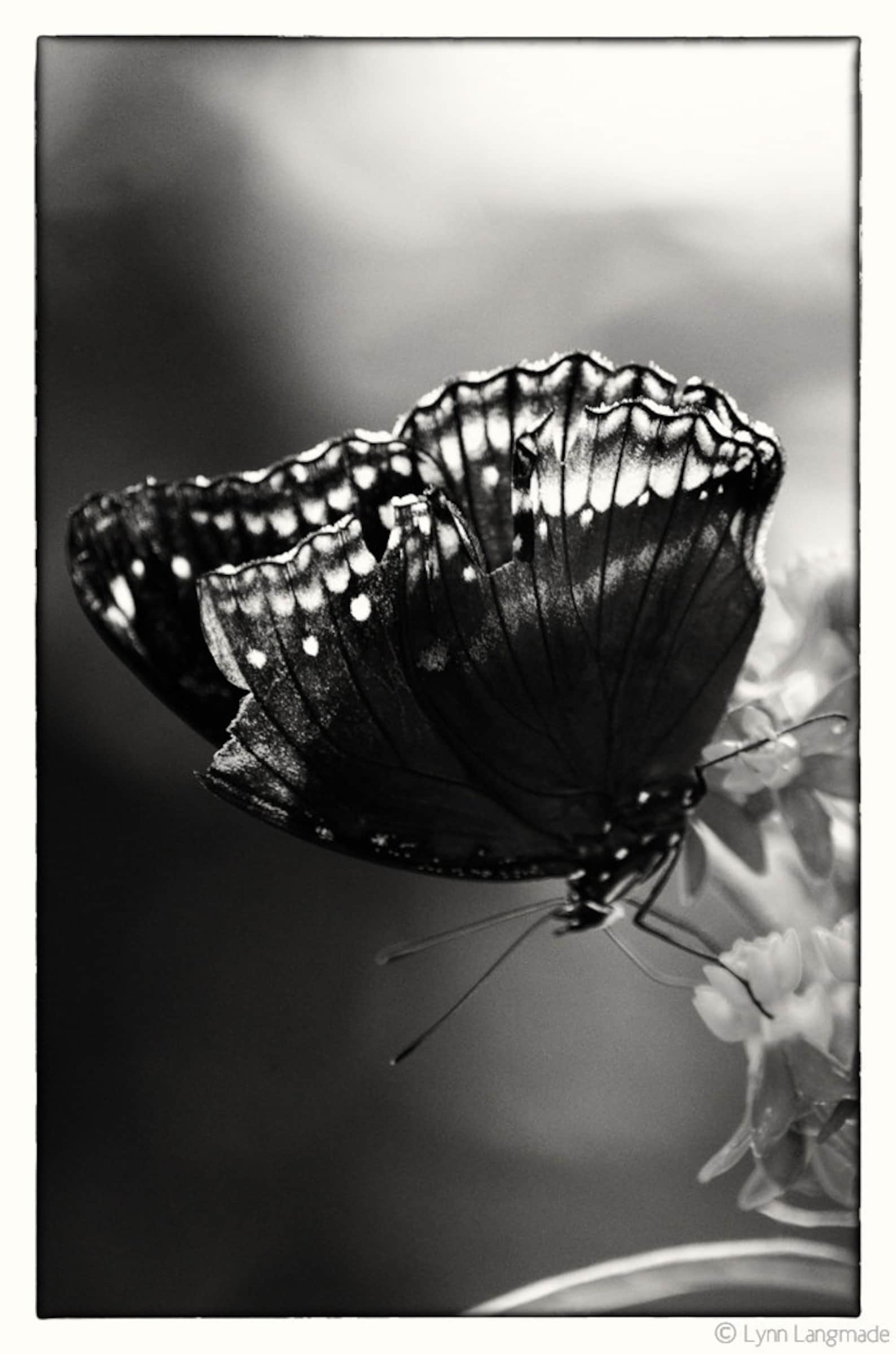 Black and White Butterfly Print Set set of 3 prints 8x10 | Etsy