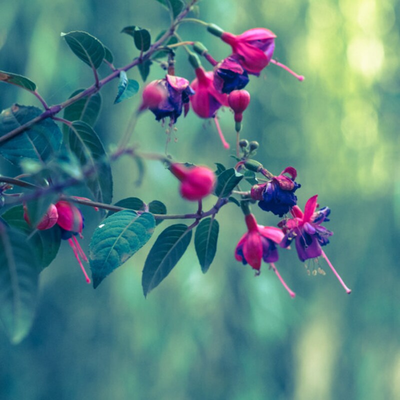 Fuschia Color - Etsy