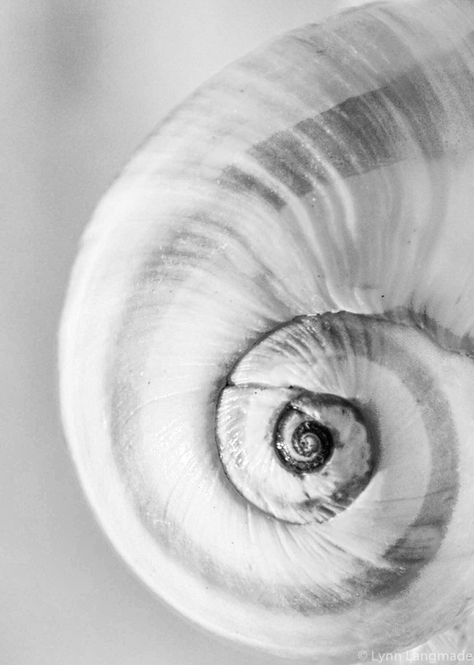 Shell Print Set Set of 3 Black and White Prints 5x7 Seashell | Etsy