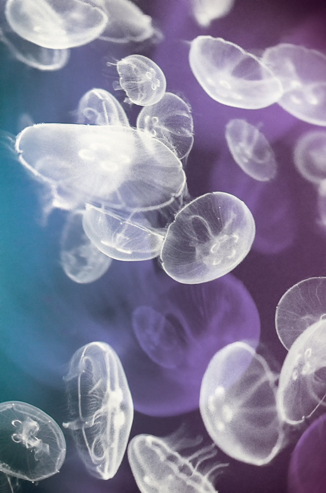 Purple Moon Jellyfish