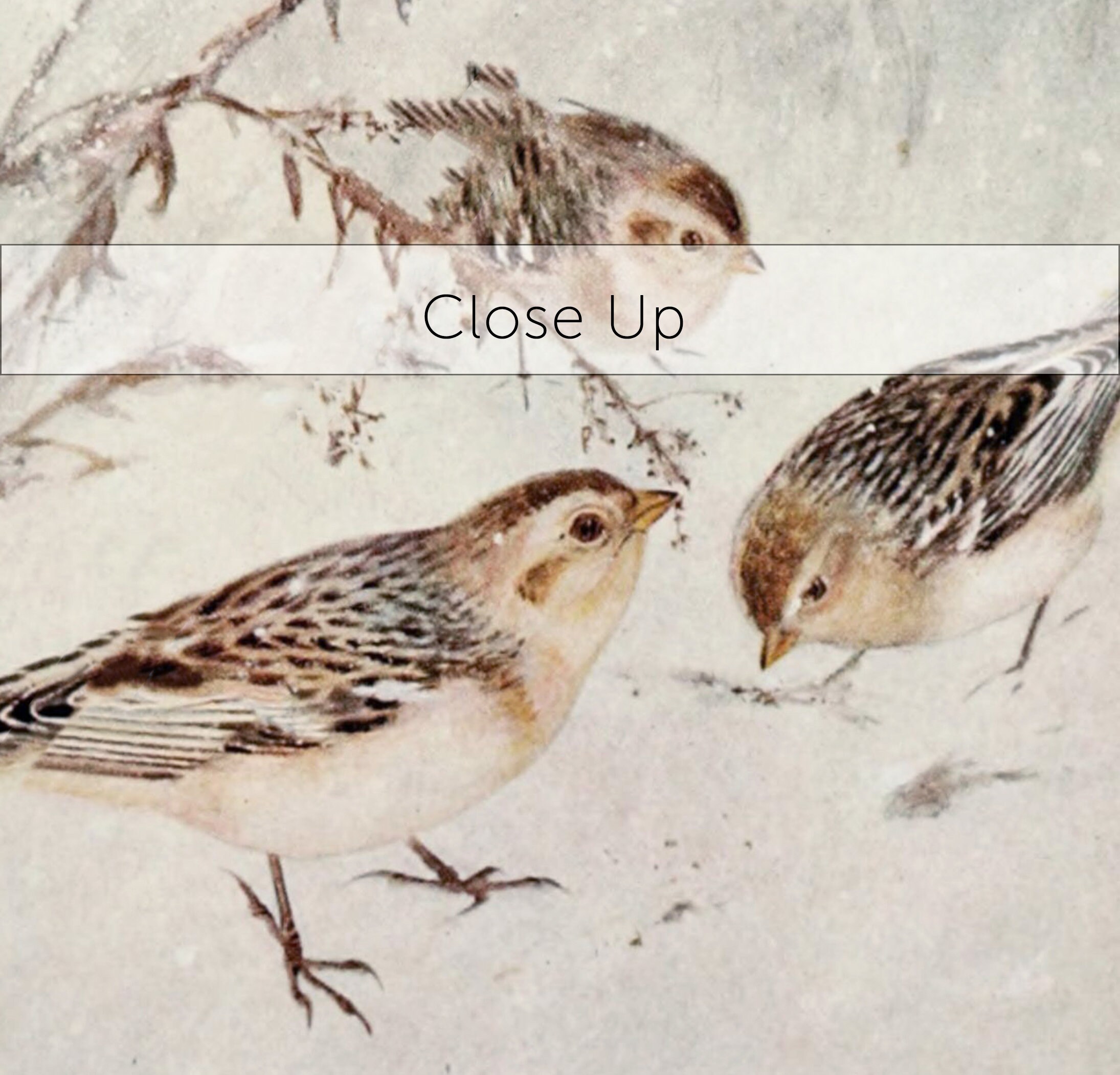 Sparrow Print Printable Sparrow Wall Art Bird Wall Art | Etsy