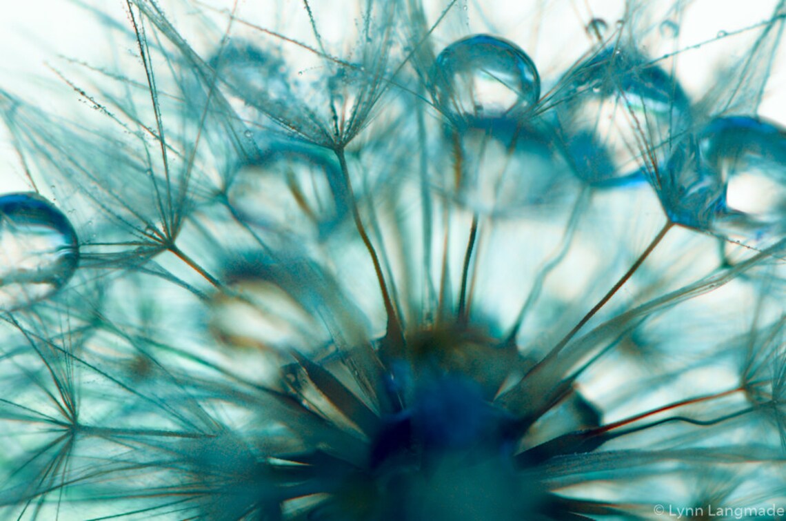 Teal Dandelion Art - Blue Dandelion Raindrops Winter Photography 8x10 ...