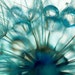 Teal Dandelion Art - Blue Dandelion Raindrops Winter Photography 8x10 ...