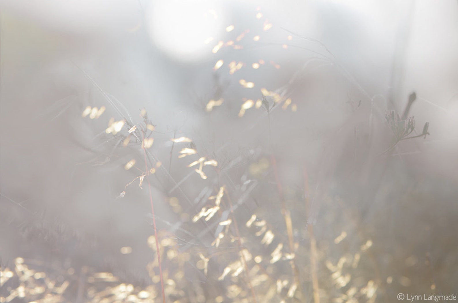 Winter Photography Gold Grass in Winter Sun Yellow and Gray - Etsy