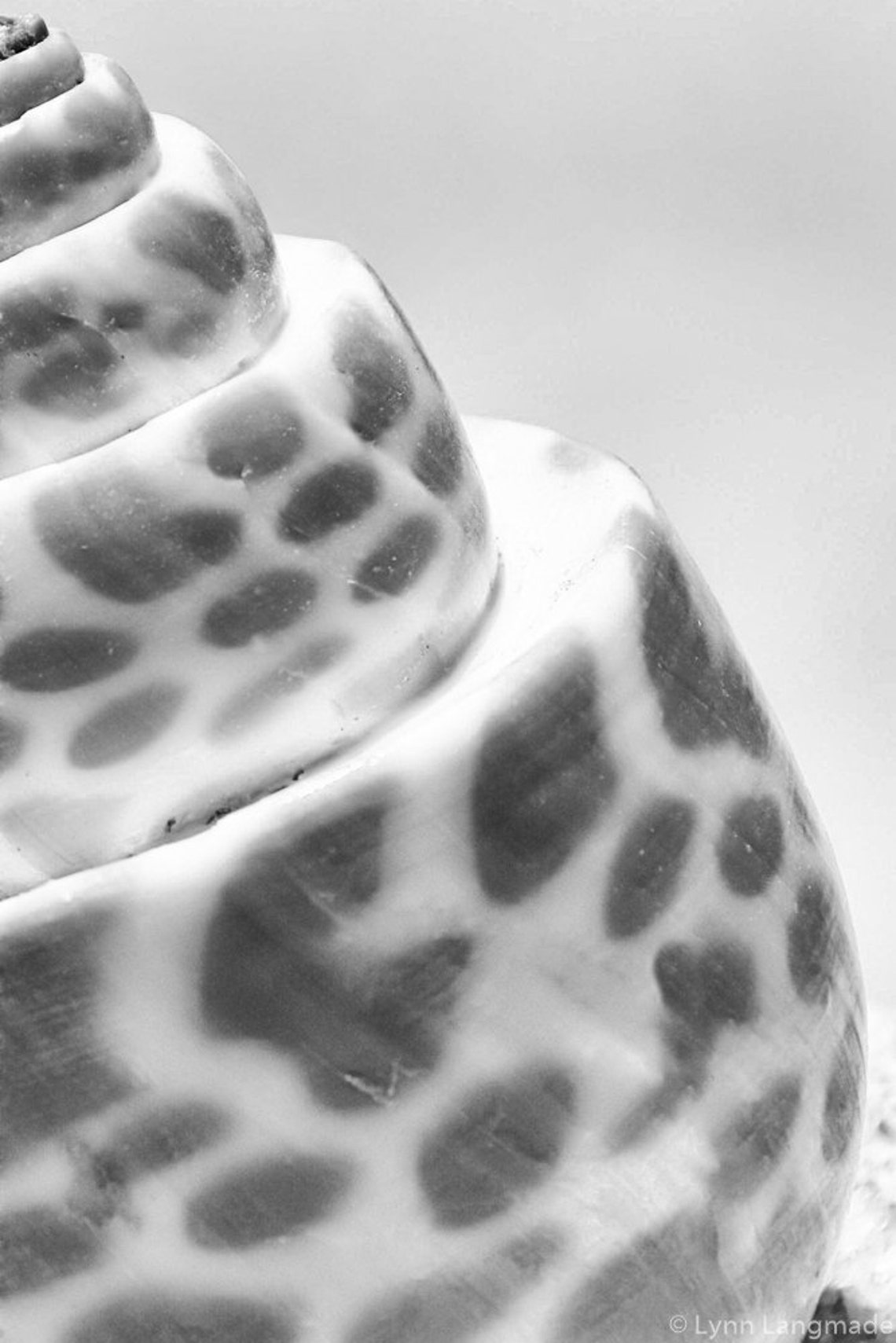 Shell Photography Shell Wall Art Black and White Photography | Etsy