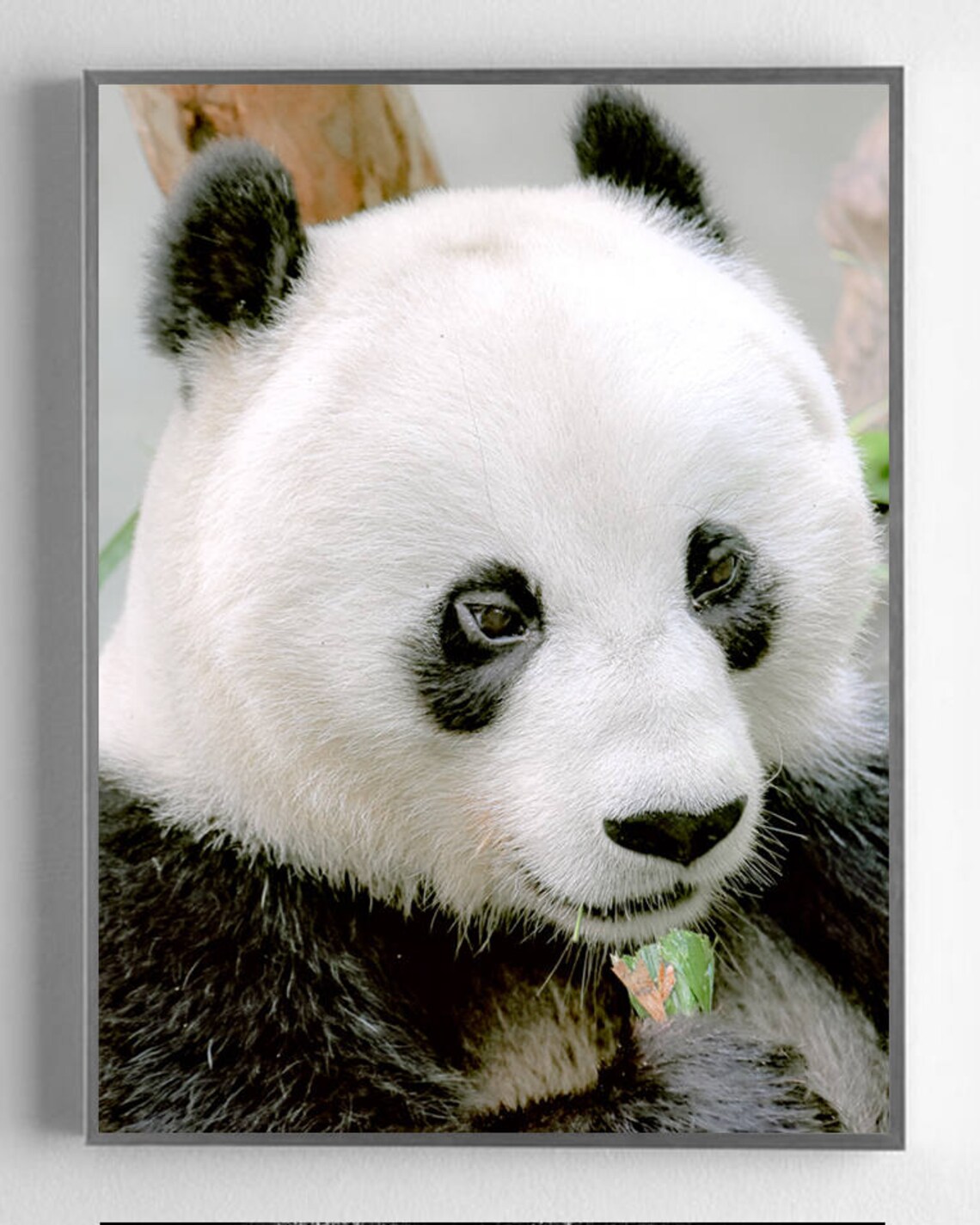 Panda Print Art Panda Wall Art Baby Panda 20x30 Black and - Etsy