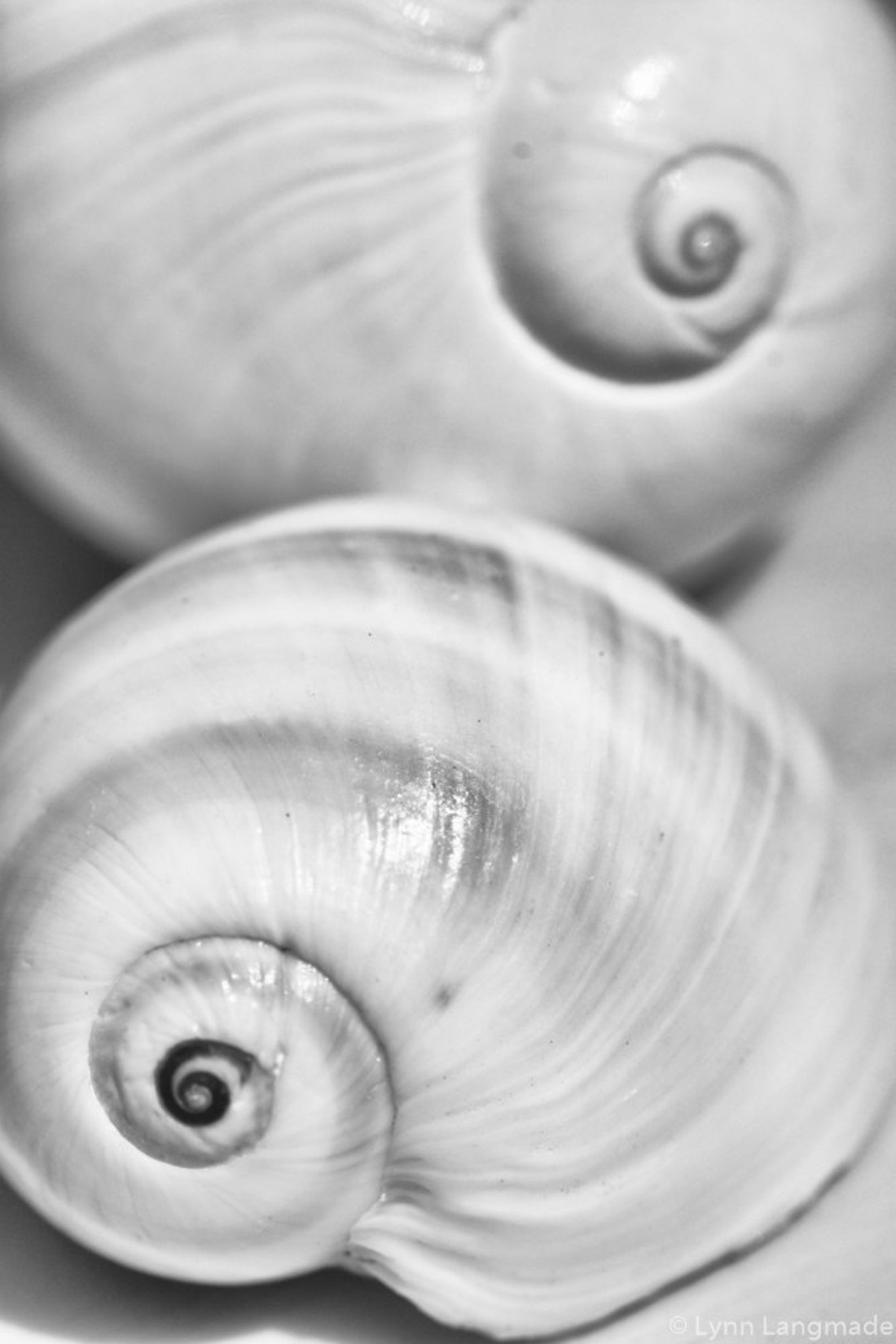 Seashell Art black and white beach decor 5x7 8x10 picture of | Etsy