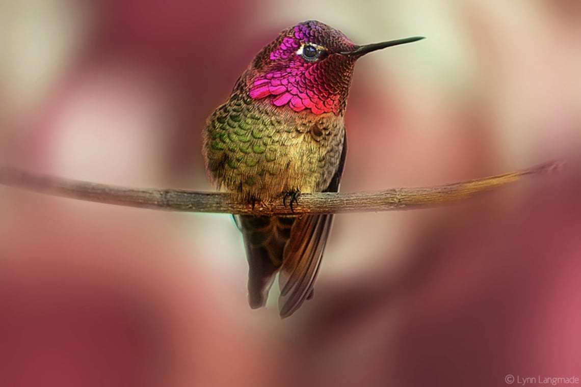 Hummingbird Photography - Pink Hummingbird Bird Photography Summer 8x10 ...