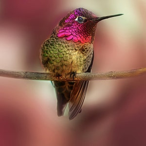 Hummingbird Photography Pink Hummingbird Bird Photography Summer 8x10 ...
