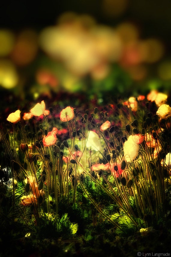 Fireflies Yellow Or Orange