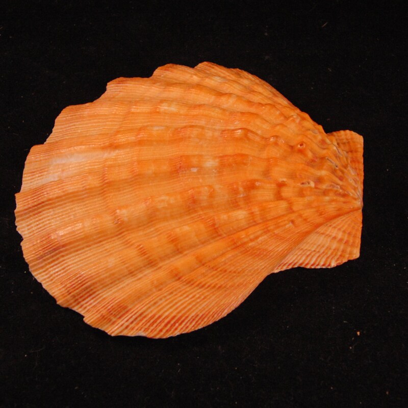 Orange Seashells - Etsy