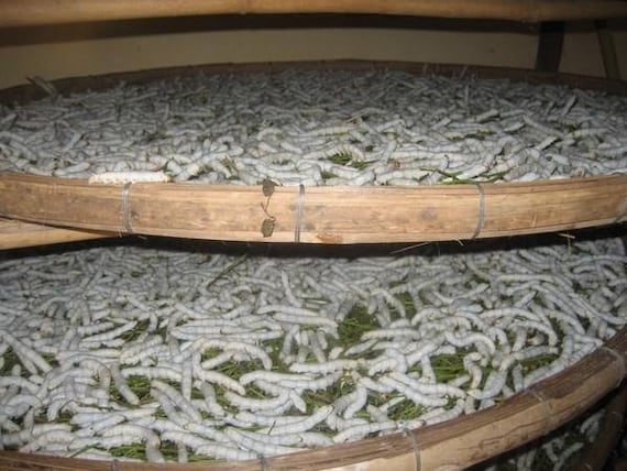 Silkworm Rearing