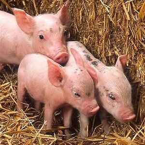 Pig Raising Pork Hog Swine Boar CD ROM Farm Hunting 30 Books Farming ...