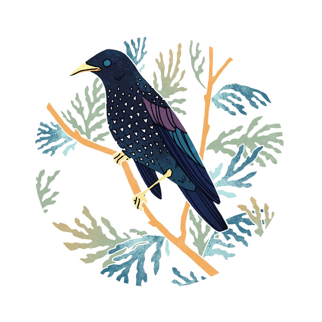 European Starling Art Print - Illustrated Bird, 5x5 Square - Etsy