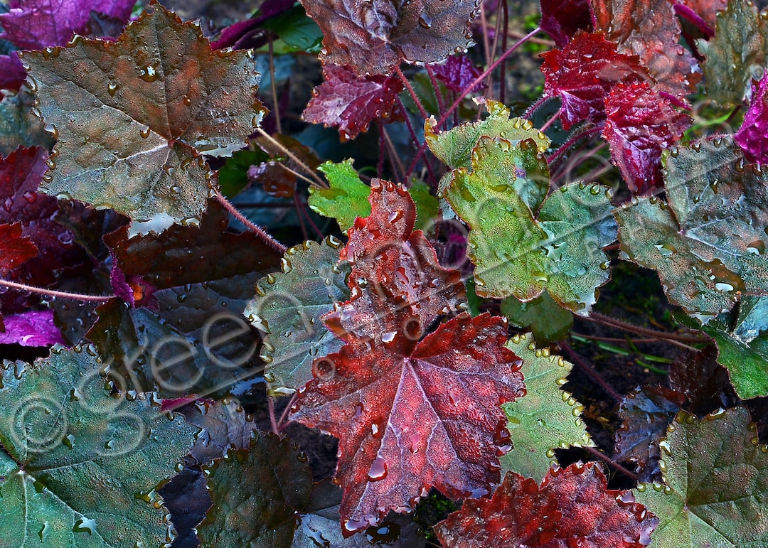 Coral Bell Dew - Etsy