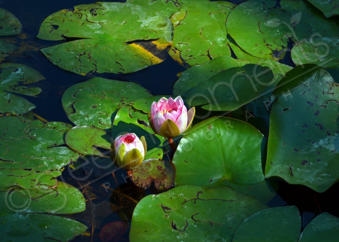 Lily Pads - Etsy