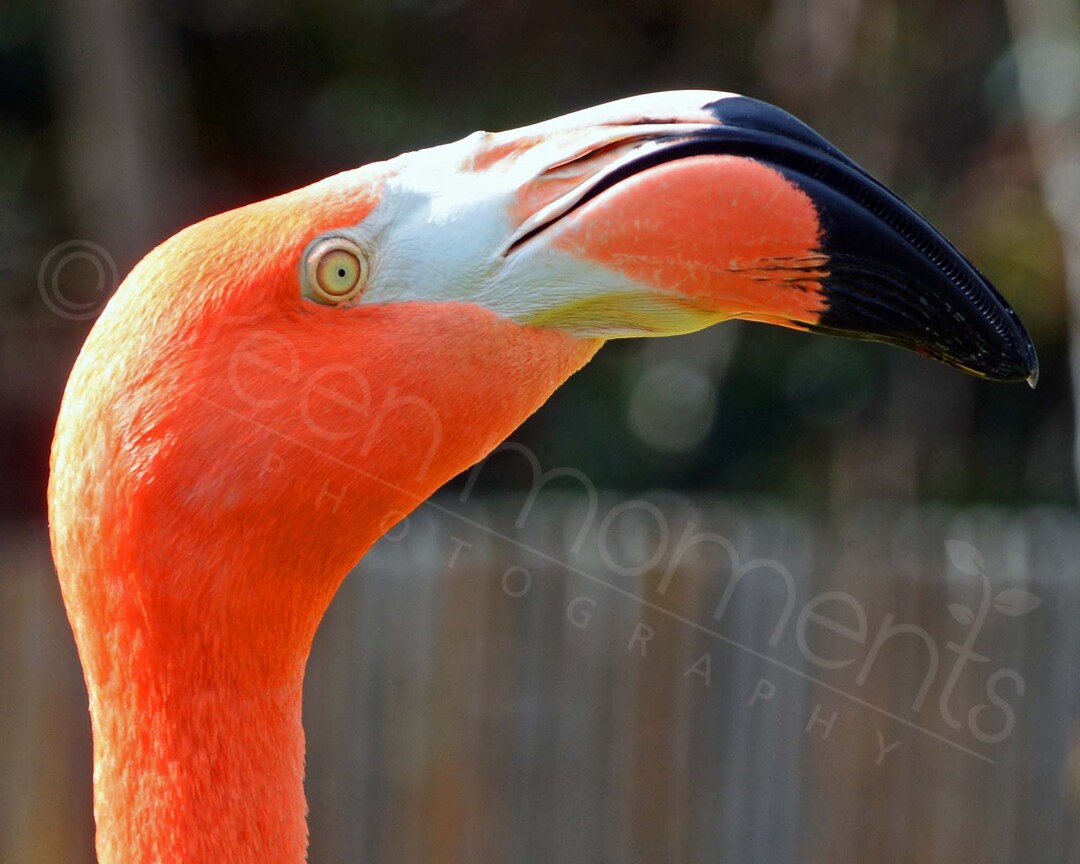 Flamingo Profile - Etsy