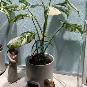 Set of 2 Monstera Shaped Plant Support Handmade - Etsy