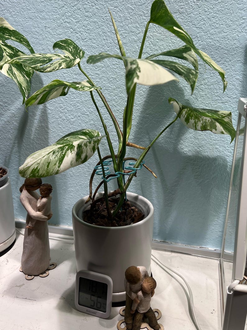 Set of 2 Monstera Shaped Plant Support Handmade - Etsy