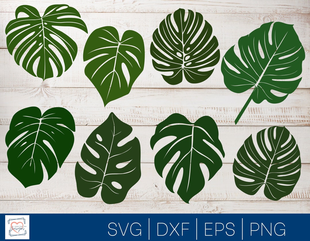 Hand Drawn, Monstera Leaf, Bundle, Svg, Png, Eps, Dxf - Etsy