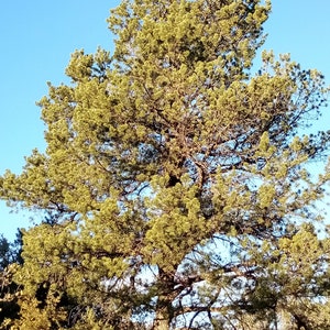 Piñon Pine Tree Sap/resin/pitch From SW New Mexico 1oz. to 2lbs.options ...