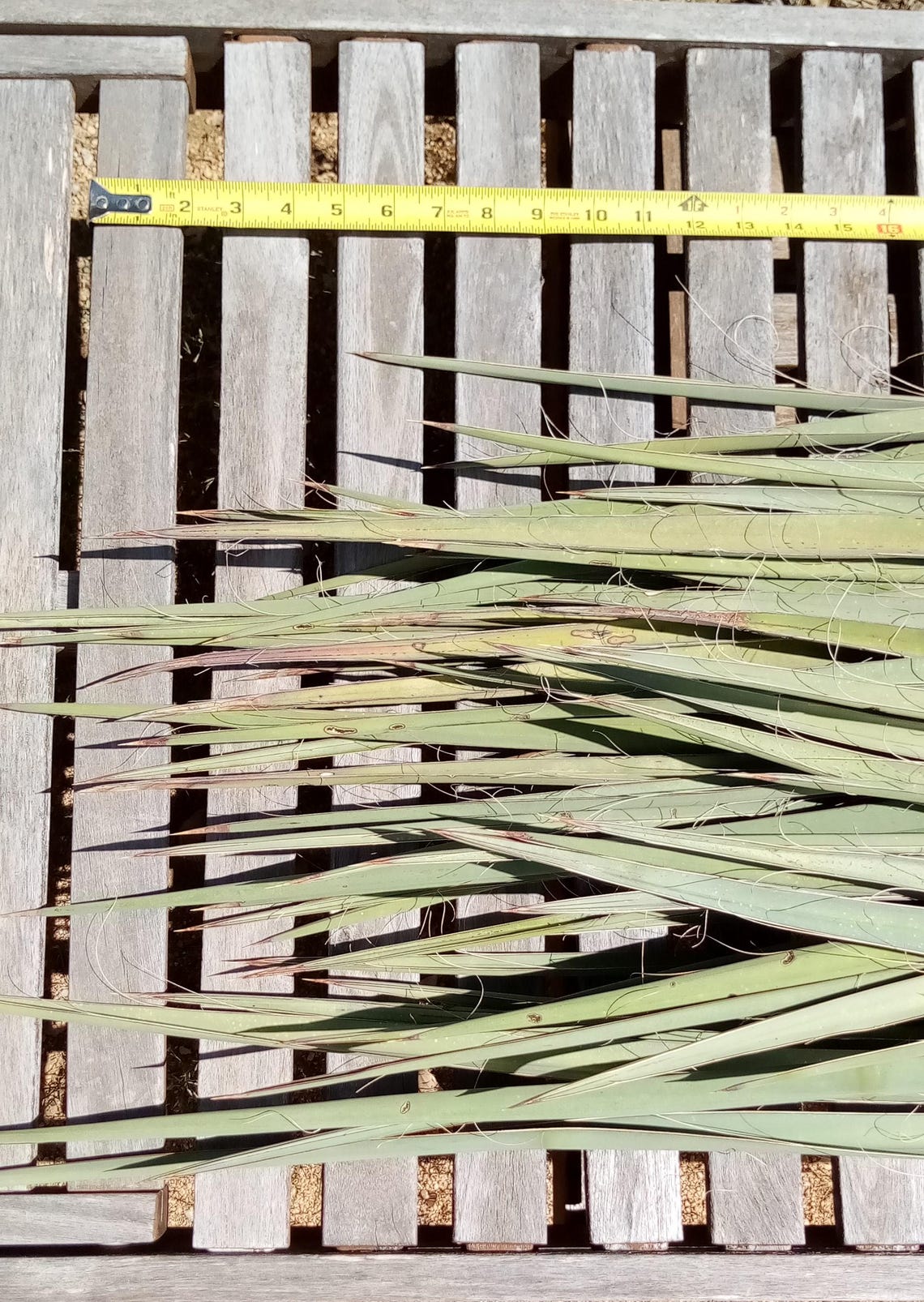 Wide Leaf Yucca Leaves, Yucca Baccata, 30in.-36in. Long, Approx. 40 in ...